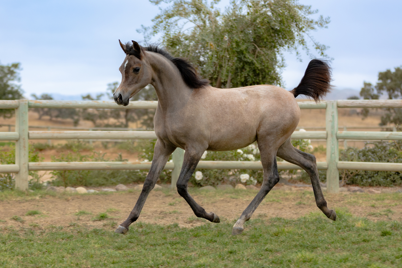 ASRAH ALJASSIMYA | Aljassimya Farm