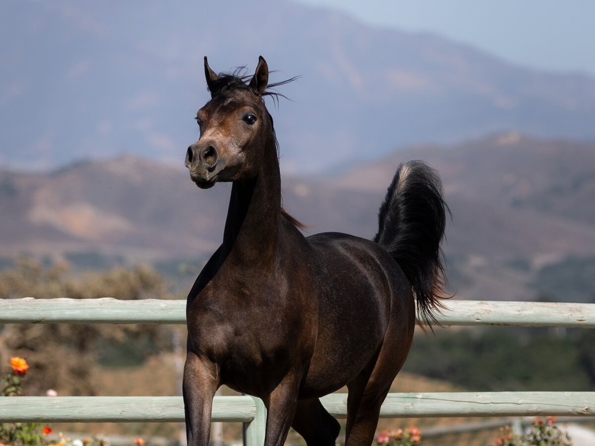 JUBA ALJASSIMYA | Aljassimya Farm