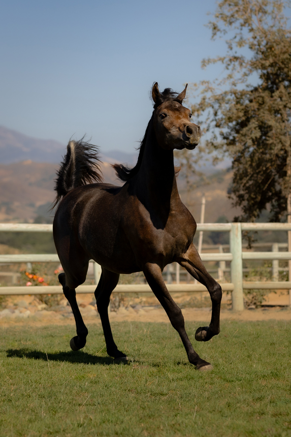 JUBA ALJASSIMYA | Aljassimya Farm