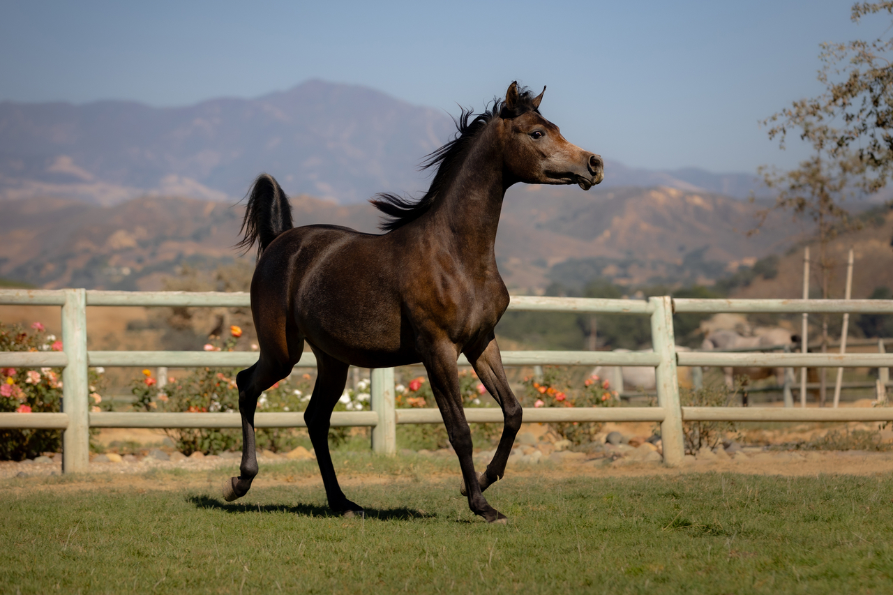 JUBA ALJASSIMYA | Aljassimya Farm