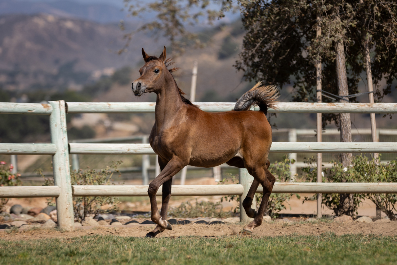 JABA ALJASSIMYA | Aljassimya Farm