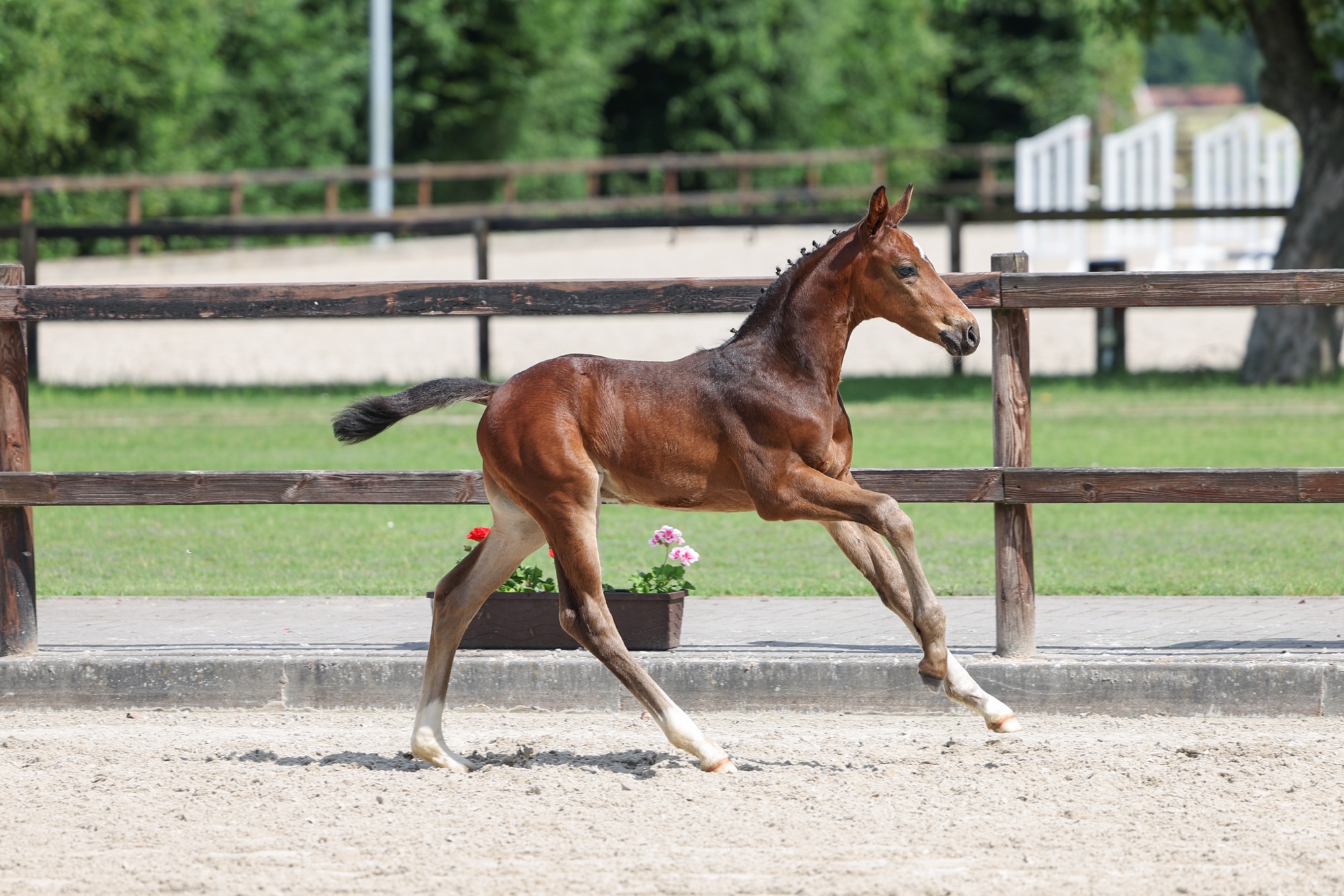 Ogano de Revel S | esi.auction