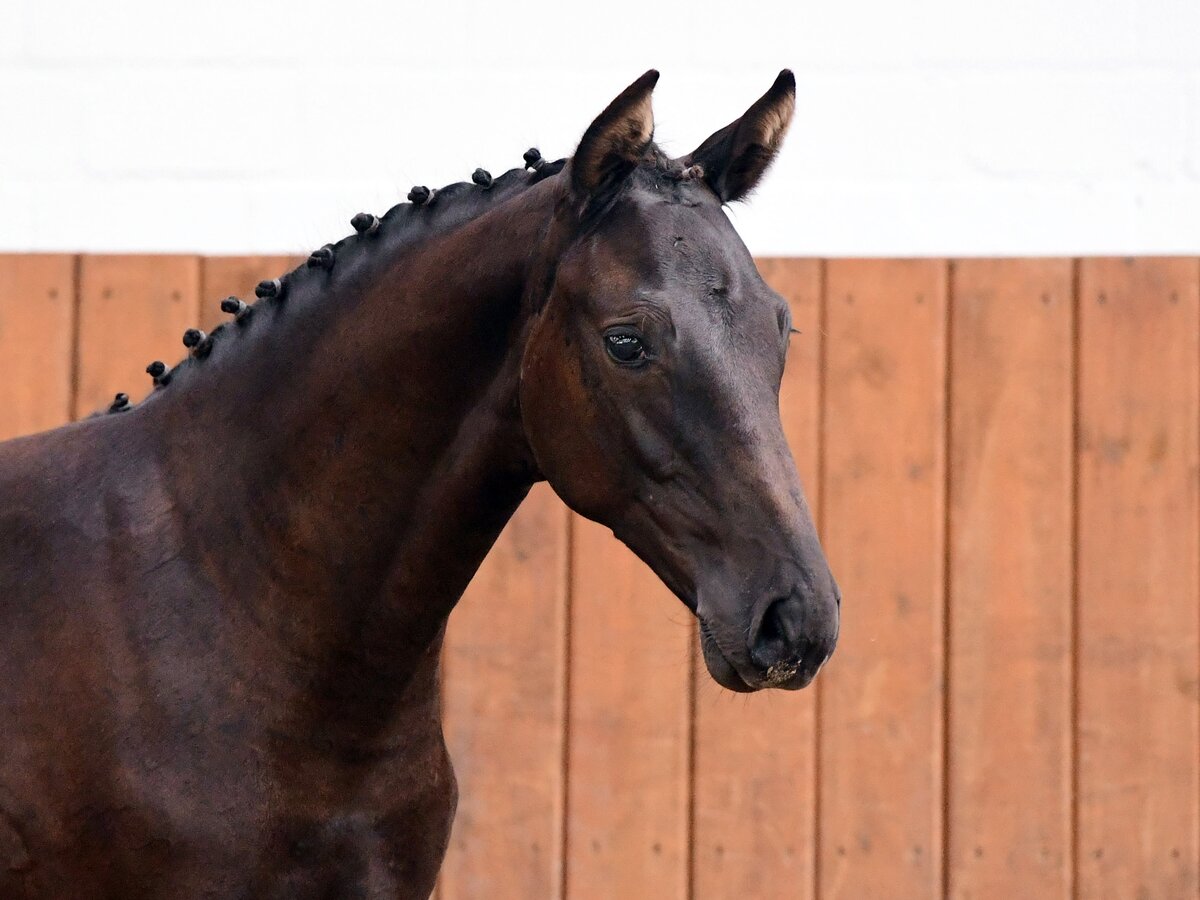 Diamuze | Holsteiner Verband