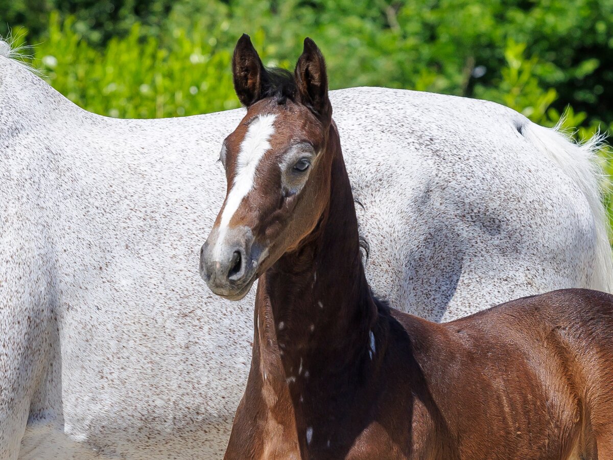 Cricket | Holsteiner Verband
