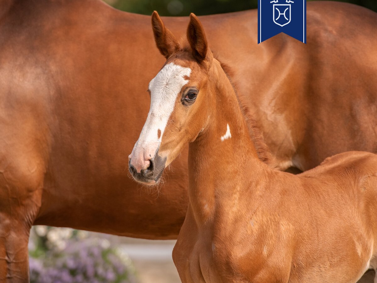 Baronin | Holsteiner Verband