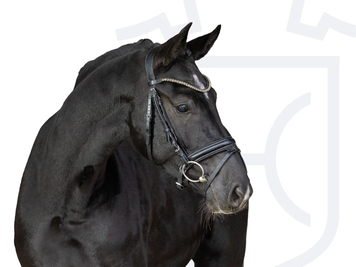 Pretty Girl | Holsteiner Verband