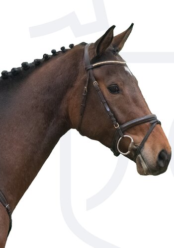 Lady Braun | Holsteiner Verband