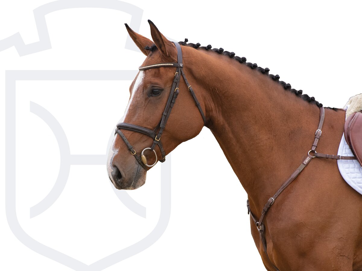 Optimus Prime | Holsteiner Verband