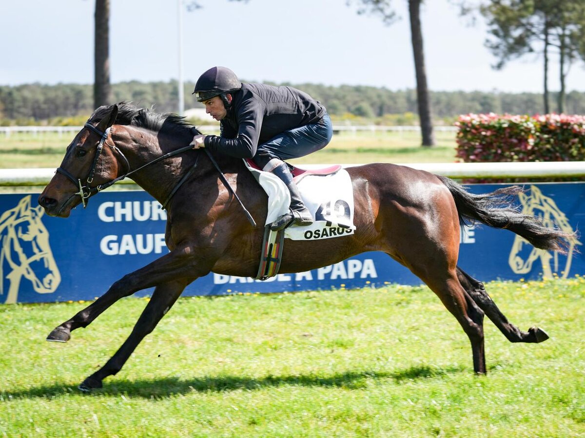 049 - N (LADY ARABELLA 2022) (IRE) | Osarus